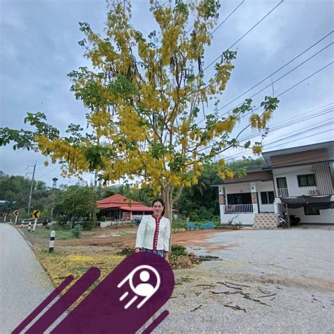 ลาป่วย ลากิจ ลาคลอด ลาได้กี่วัน เวทีท้องถิ่นโพสต์ Facebook