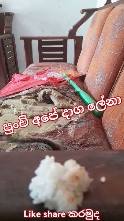 අපේ පුංචි දාග පැටිය Youtube