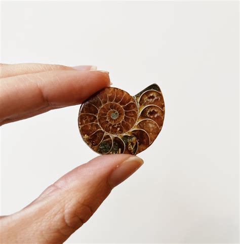Ammonite Half Crystal Shop Almanac Supply Co