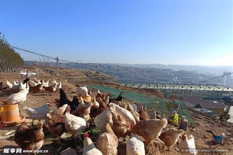 鸡 摄影图家禽家畜生物世界摄影图库昵图网
