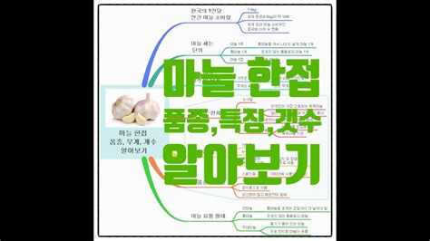 마늘 한접 가격 무게 개수 품종 알아보기 Youtube