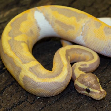 Royal Pythons Peregine