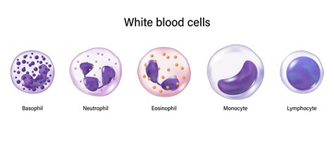 Type Of White Blood Cells Basophil Neutrophil Eosinophil Monocyte