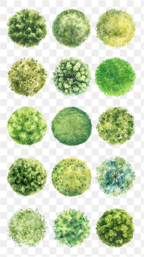 PNG Tree Top View Element Free PNG Rawpixel