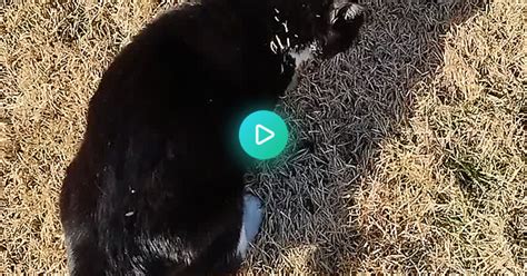 Catnip Was Super Effective Album On Imgur