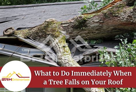 What To Do Immediately When A Tree Falls On Your Roof