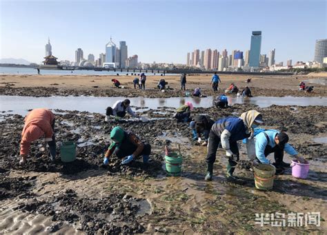 栈桥海域大退潮 市民赶海收获满满 半岛网