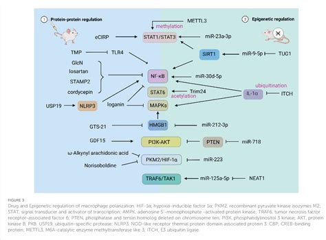 Figure 3 From The Role Of Macrophages Polarization In Sepsis Induced