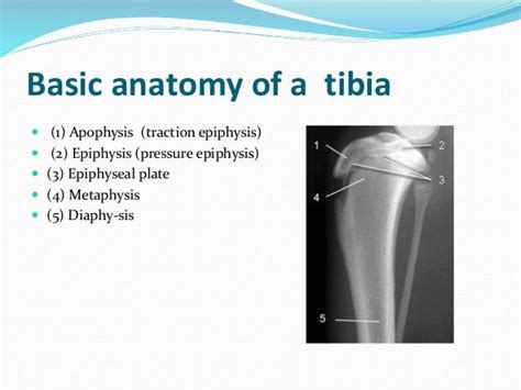 Basic Anatomy Of A Tibia
