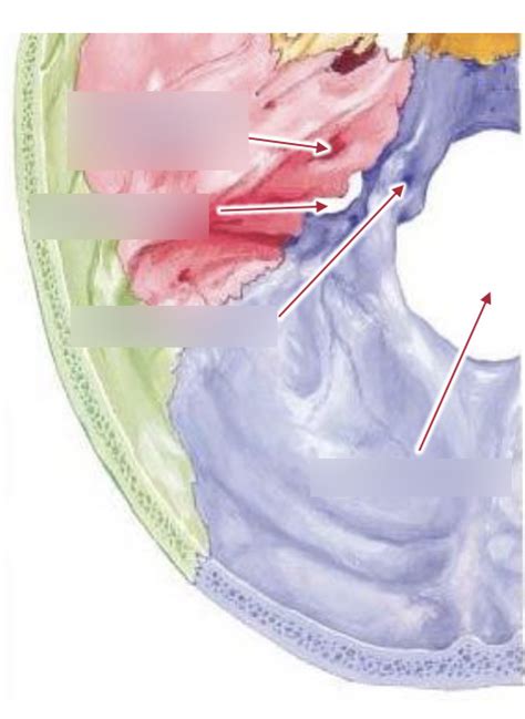 Posterior Cranial Fossa Diagram Quizlet