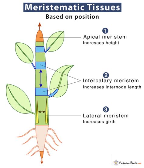 Meristematic Tissue Definition Location Types And Function