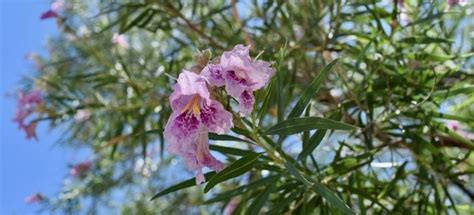 Trees That Require Babe Water DoItYourself Com