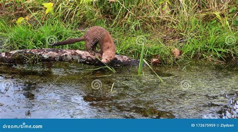 American Mink Neovison Vison Stock Image Image Of Farm Macro 172675959