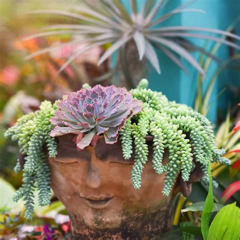 Watch Chain Succulent An Ultimate Care Guide Sublime Succulents