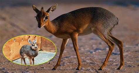 ဒရယ်ငယ်မျိုးနွယ်ထဲမှာ တော်တော်လေးကို သေးငယ်ကြတဲ့ ဒစ်ဒစ်များ Myanmarload Myanmar Latest News