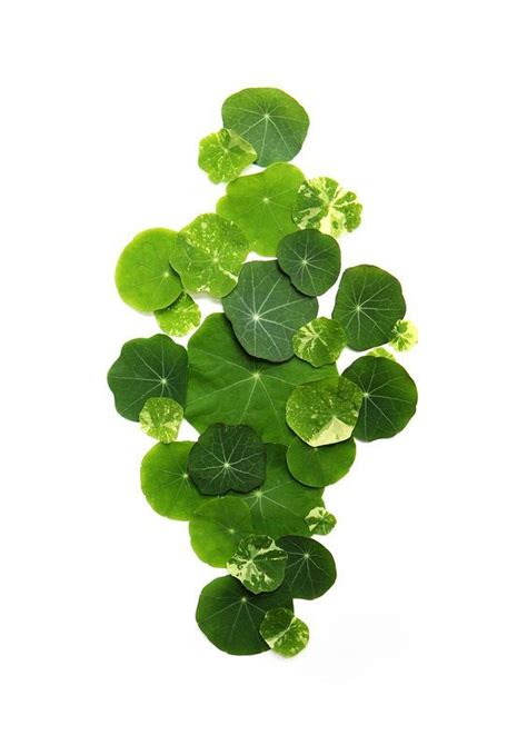 Pin By Mel Willow On ENTOURAGE Tree Photoshop Landscape Design Plants