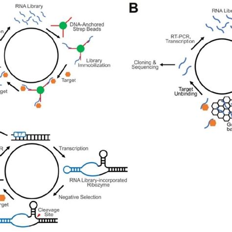 Pdf Intracellular Imaging With Genetically Encoded Rna Based Molecular Sensors