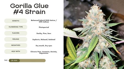 Gorilla Glue 4 Strain Everything You Need To Know Vivosun