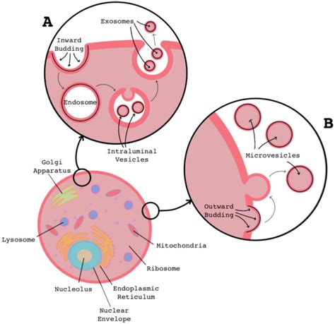 Common Mechanisms Of Extracellular Vesicle Biogenesis Formation Of
