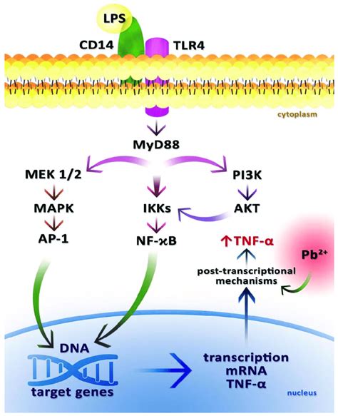 Tnf Signaling Pathway Cancer At Joel Weatherly Blog
