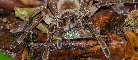 Beginners Guide To The Theraphosa Stirmi Tarantula Goliath Bird Eater