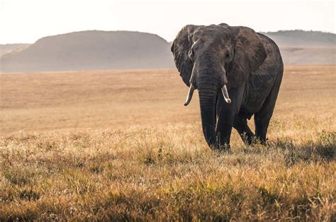 Download Animals In African Wildlife Wallpaper