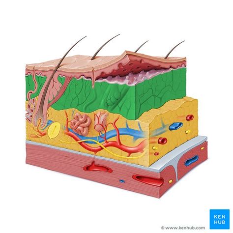 Reticular Layer Of Dermis Anatomy And Function Kenhub