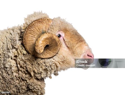 프로필 흰색으로 격리된 큰 뿔을 가진 Ram Sopravissana 양의 얼굴 사진 양에 대한 스톡 사진 및 기타 이미지 양 측면 보기 0명 Istock