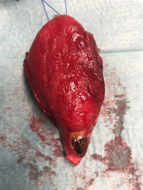 Cholangitis Vet Practice Support