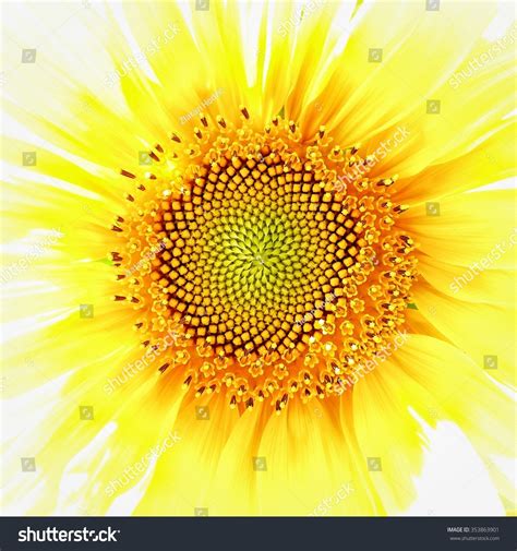 Fibonacci Sequence Sunflower Stock Photo 353863901 Shutterstock