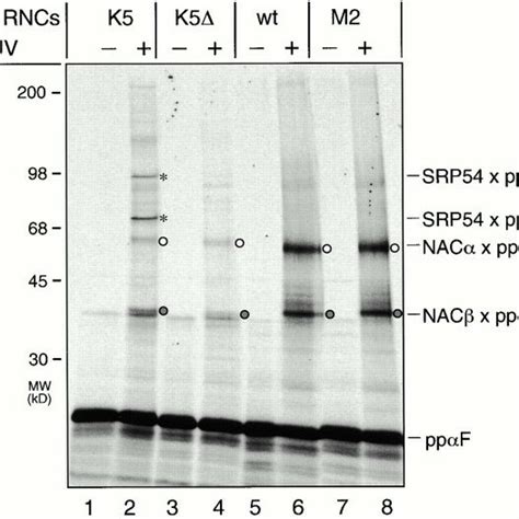 Pathway Of A Posttranslational Translocation Substrate From The Download Scientific Diagram