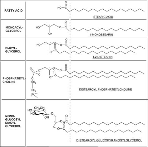 Glycolipids And Phospholipids