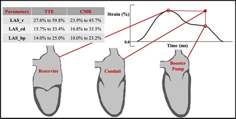 Normal Values Of La Phasic Function By Strain Analysis Table Download High Resolution