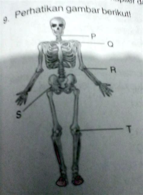 Solved Pengelompokan Jenis Sendi Yang Di Tunjukkan Pada Gambar Dalam Tabel Berikut Yang Benar