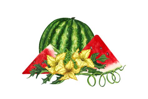 녹색 잎과 노란색 꽃과 함께 전체와 슬라이스 수박의 수채화 그림 흰색 배경에 고립 된 잘 익은 수박의 손으로 그린 여름 베리 구성 0명에 대한 스톡 벡터 아트 및 기타