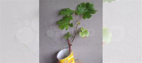 Виноград черенки укорененные купить в Самаре Товары для дома и дачи Авито