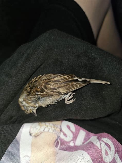 [잡담] 참새가 물에 빠져서 몇십초만에 건져냈는데 살수 있을까 인스티즈 Instiz 일상 카테고리