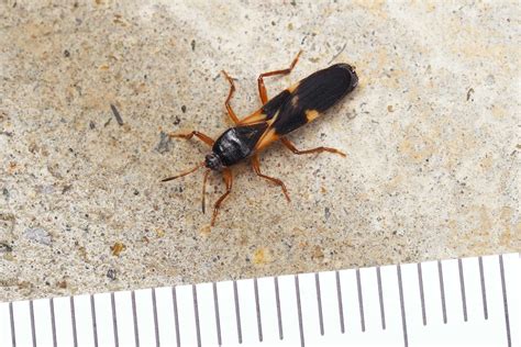 コガシラコバネナガカメムシINSECT Minoh City