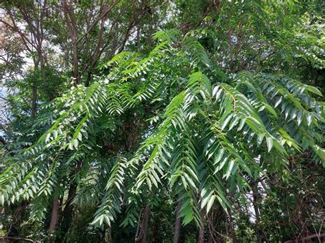 Tree Of Heaven Native Plant Guide Beware Of The Tree Of Heaven