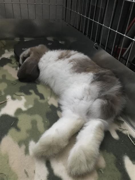 Buckys Lazy Bun Day Emphasis On The Buns R Rabbits