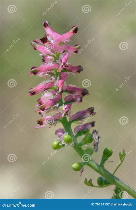 Common Fumitory Fumaria Officinalis Common Weed In Agricultural And