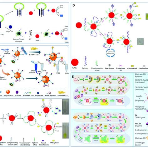 Diverse Factors That Affect The Regulation Of Ssdna On Nanozyme Activity Download Scientific