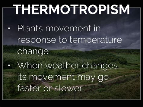 Tropisms By Sabeen Baledina