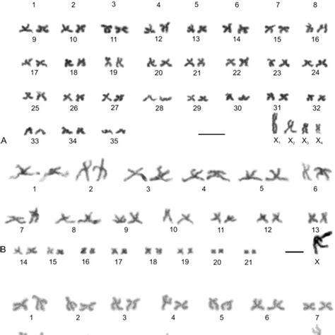Behaviour Of Theraphosid Sex Chromosome Pairs SCPs At Spermatogonial Download Scientific