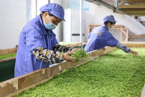 浙江德清采制明前茶供应市场 人民图片网