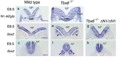 Figure 5 From The Origin And Regulation Of Neuromesodermal Progenitors Nmps In Embryos
