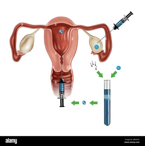 Reproduction In Human Beings