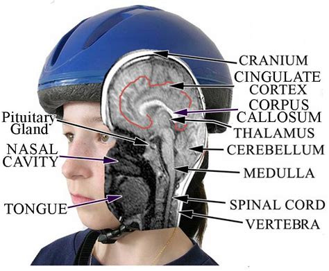 Navigating Life After Cingulate Cortex Damage Tips And Tricks By