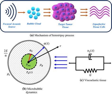 Schematic Of Microbubble Dynamics During Biotissue Histotripsy Download Scientific Diagram