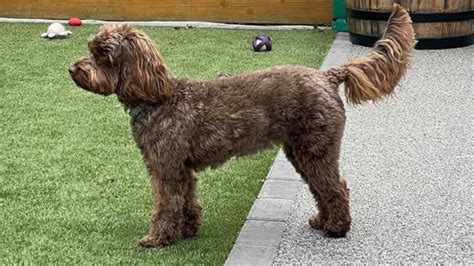 Are Cockapoo Tails Docked All You Must Know